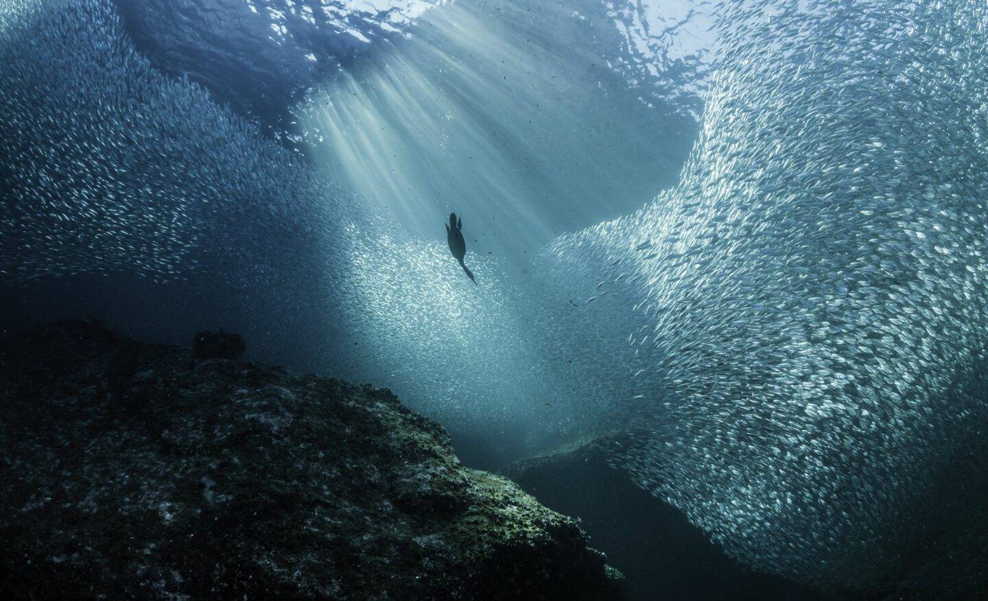 Who We Are | OneOcean