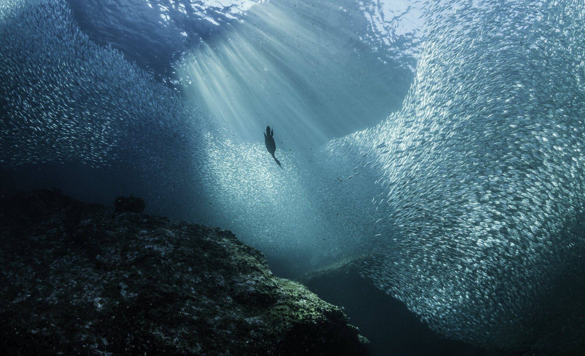 Who We Are | OneOcean